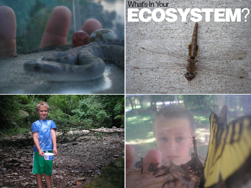 E is for Explore!: What's In Your Ecosystem?