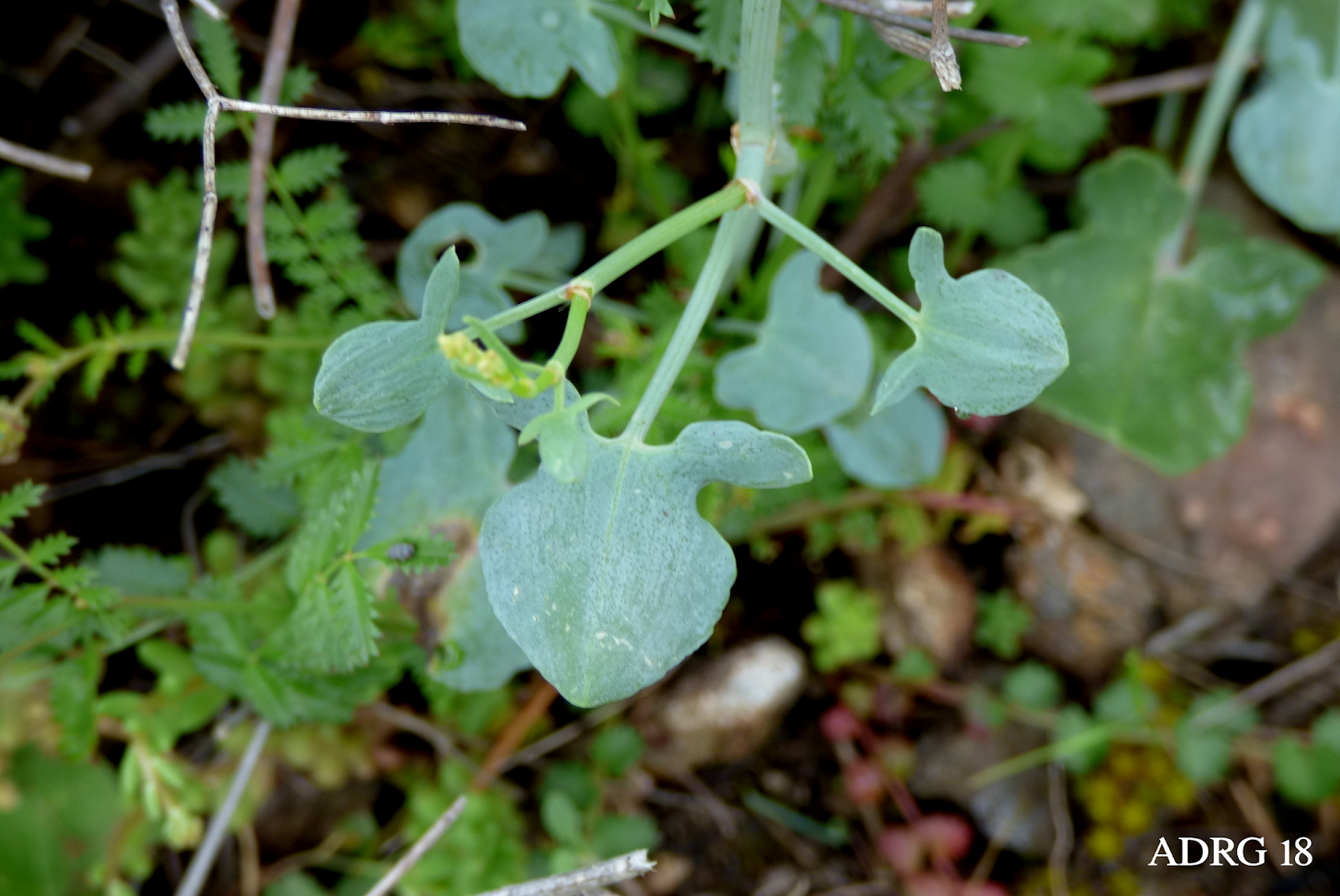 UN AMBIENTALISTA: Cuadernos de Botánica: la acedera