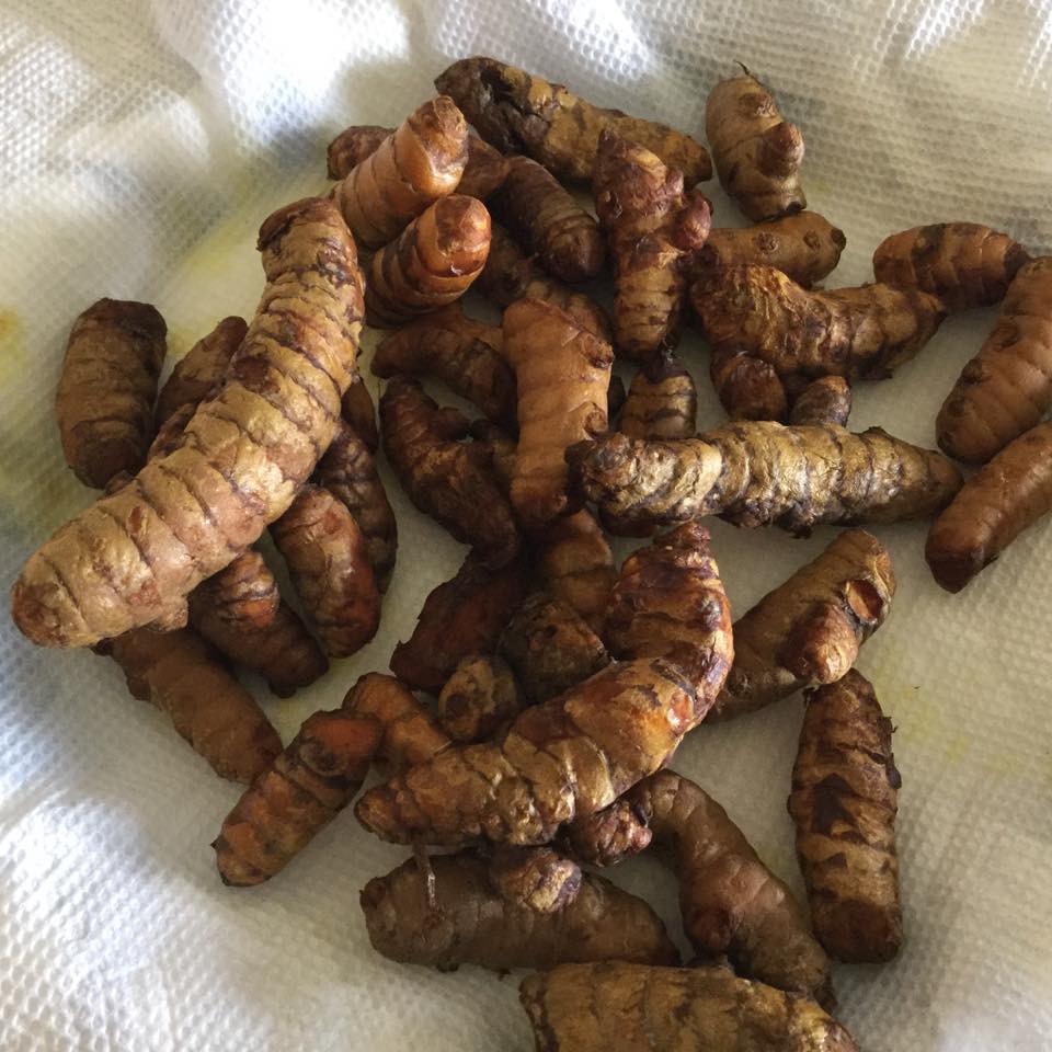 Priya's Page: Homemade Turmeric Powder