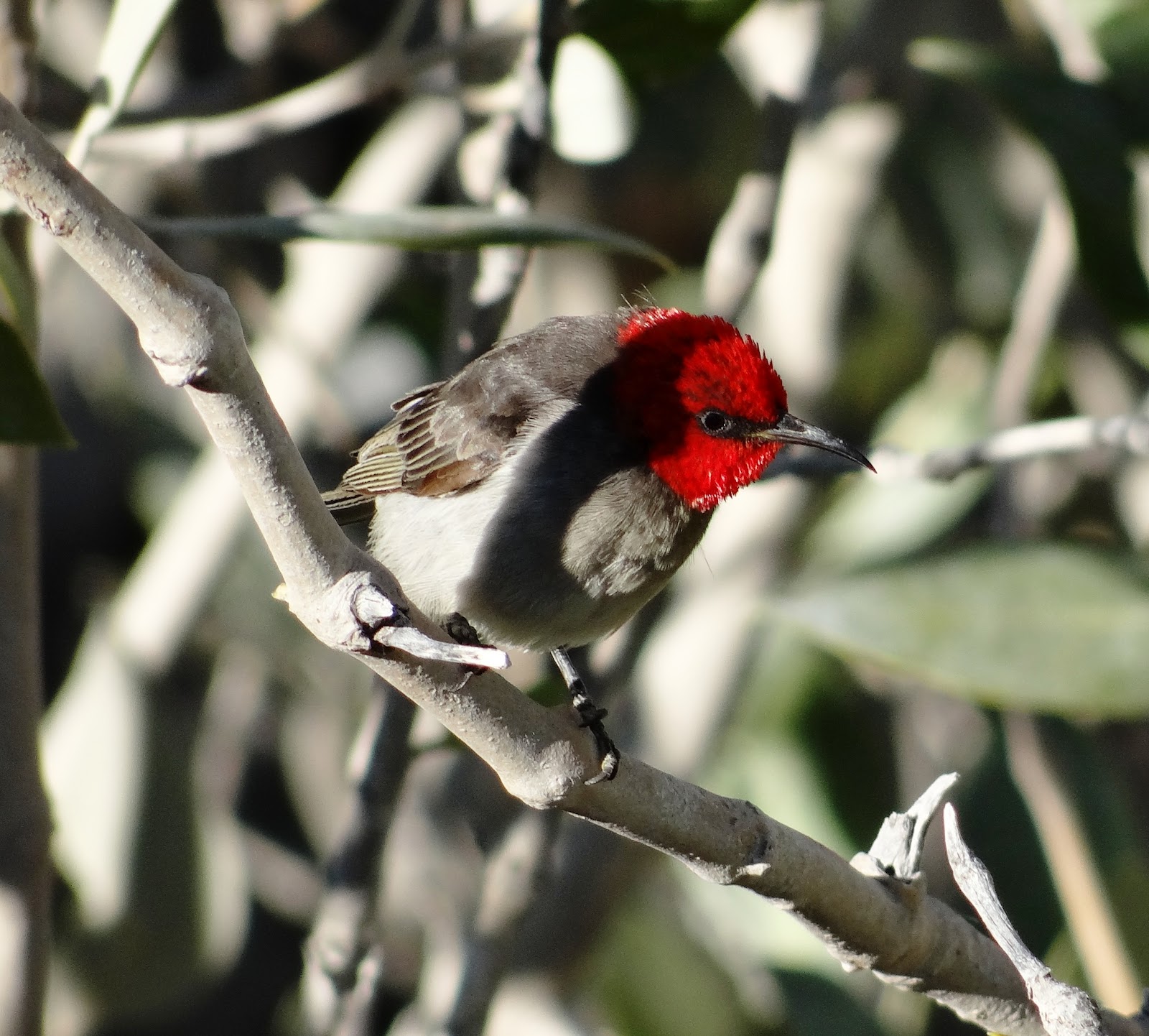 sunshinecoastbirds: Birds in the Mangroves at Broome