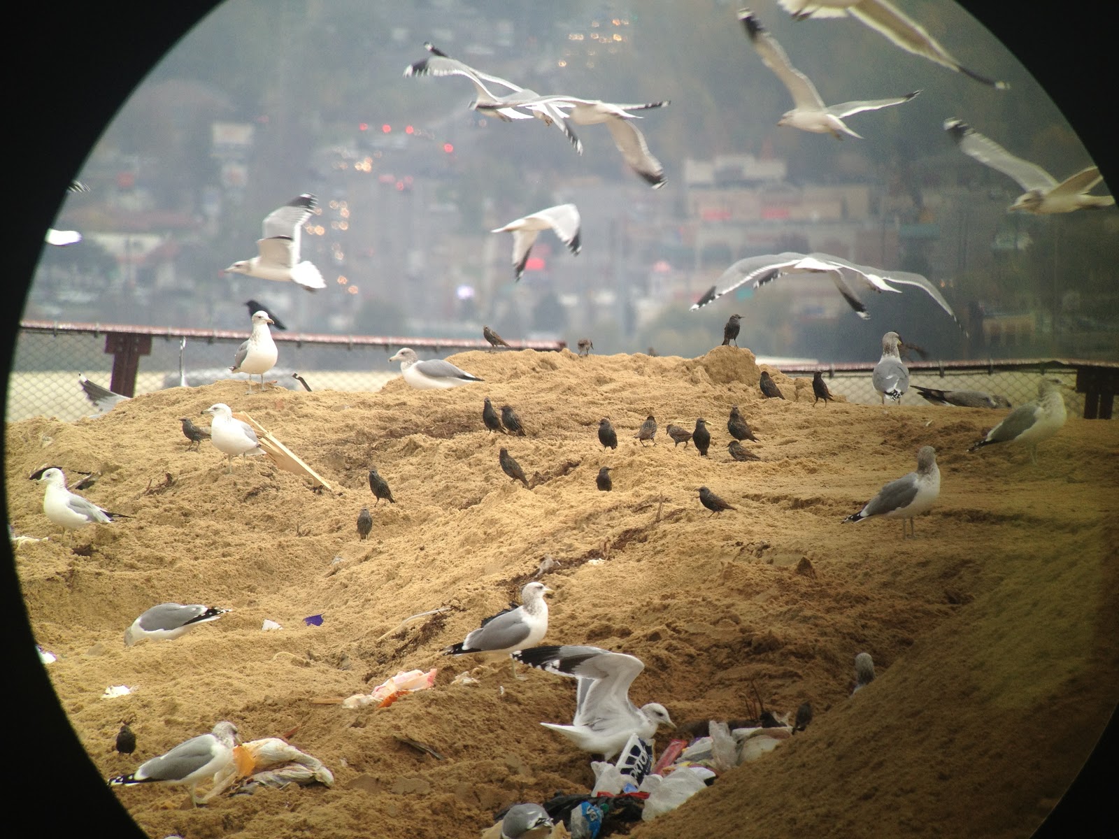 Birding Is Fun!: Landfill Birding