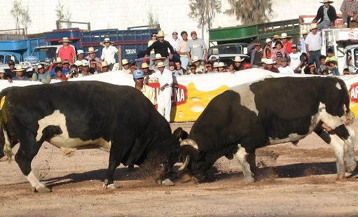 TORO PRENSA PERU: PELEA DE TOROS en AREQUIPA, un libro de JUAN ...