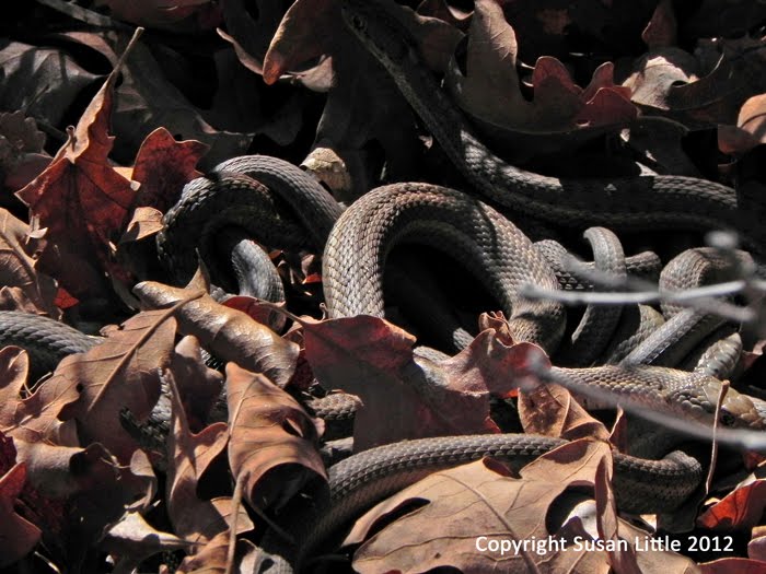 The Camping Queen: Grand Staircase-Escalante, Utah