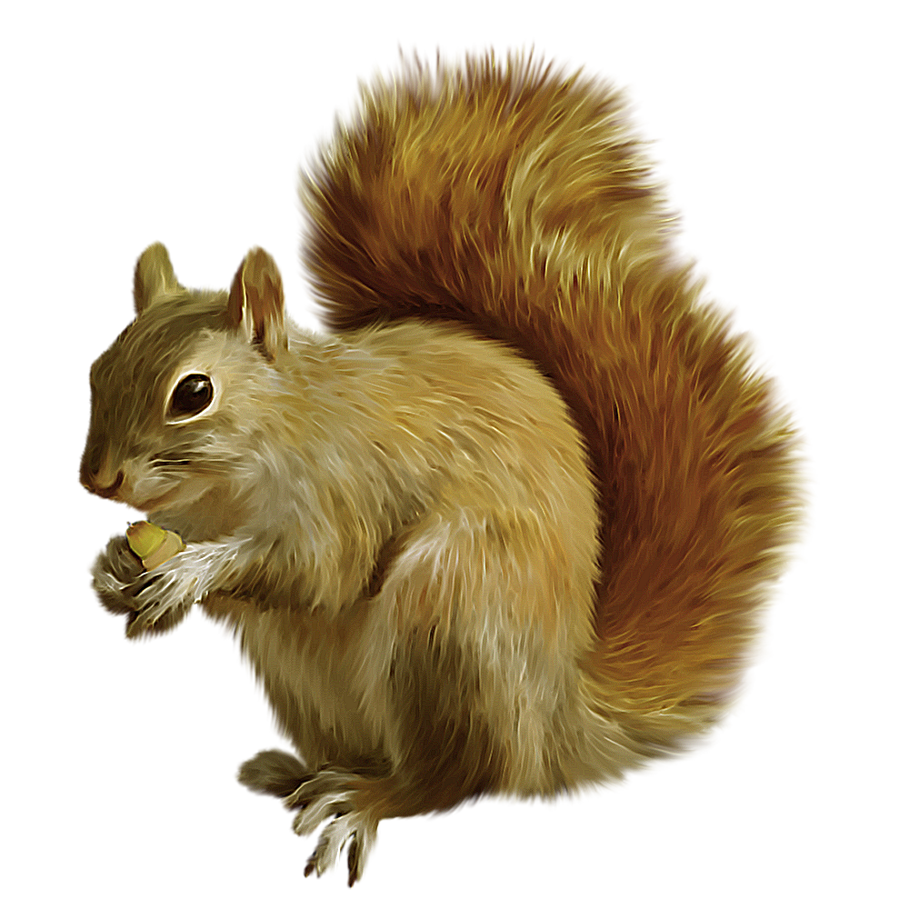 Clipart Png fundo transparente de esquilos | Imagens para photoshop