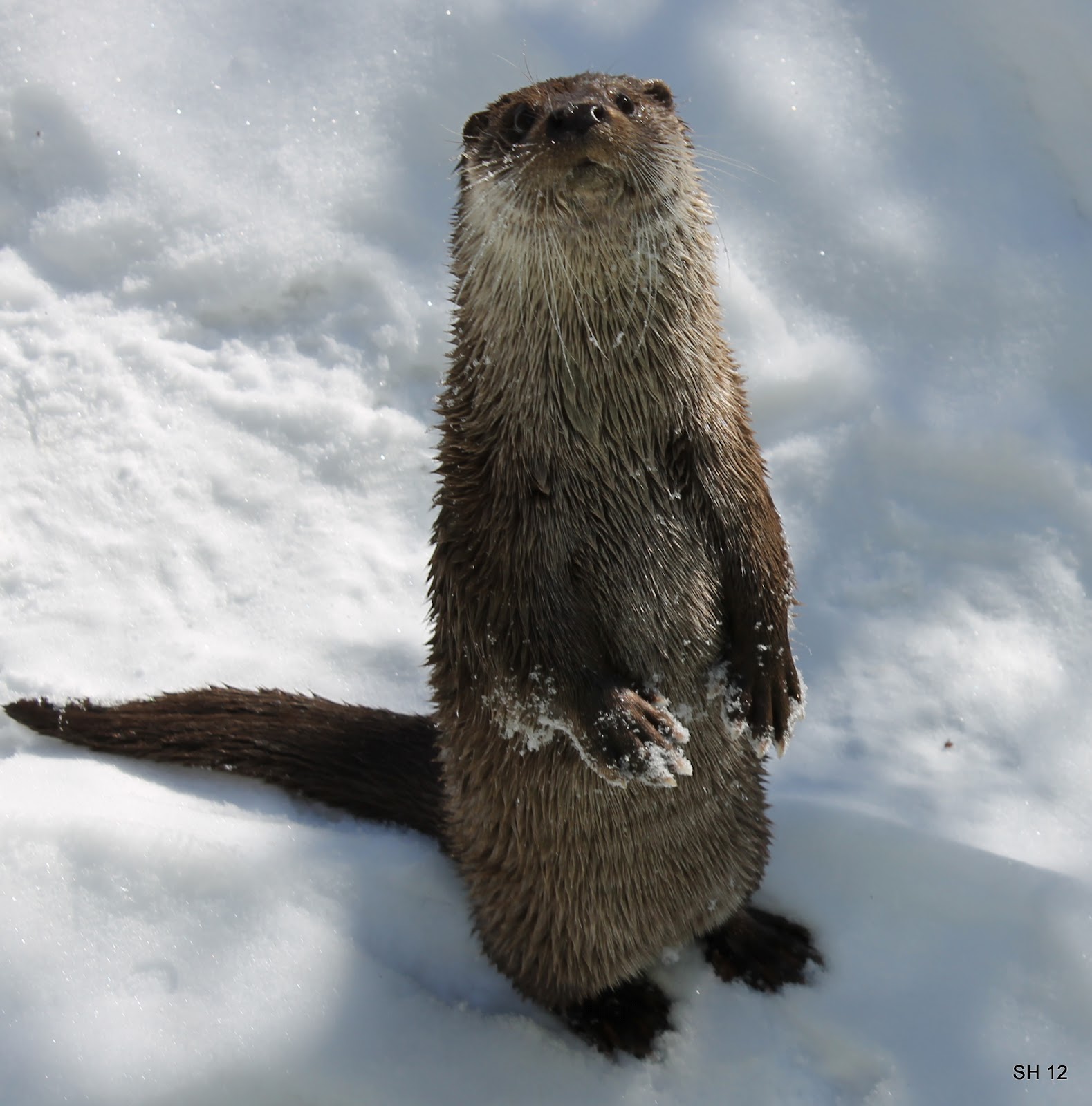 Kuvaretkiä ympäristöön: Saukko