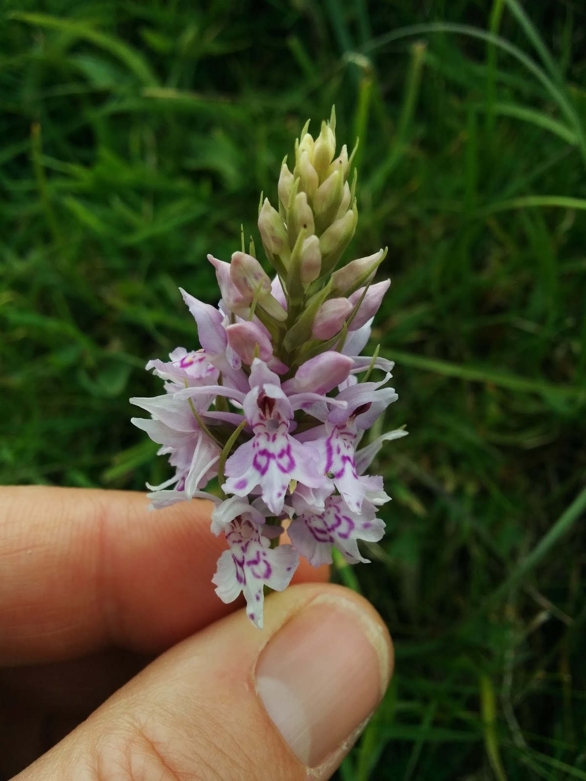 Wild Life: Common Spotted-Orchid Wild Life: Common Spotted-Orchid