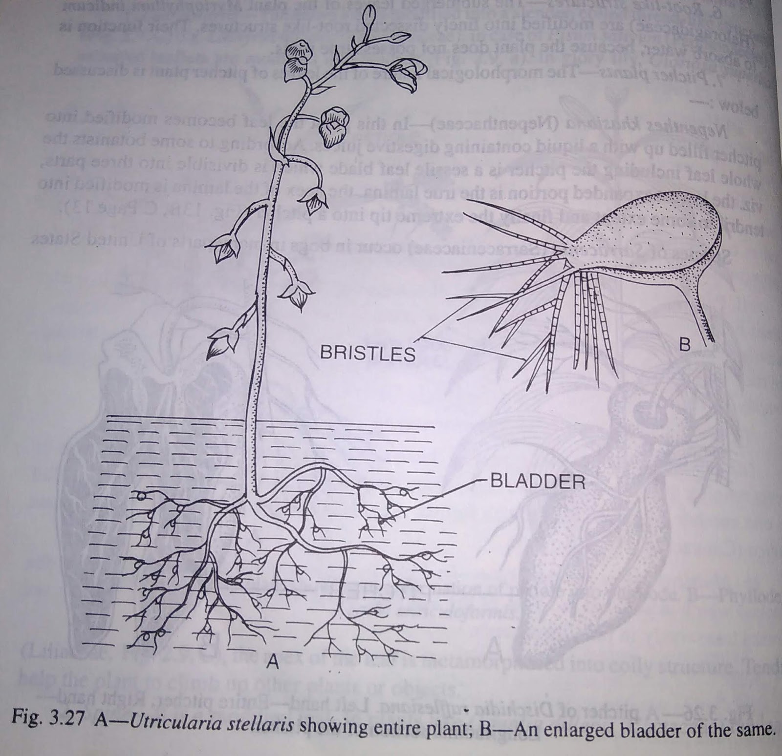 Leaf:modification of leaf with special reference to Insectivorous ...