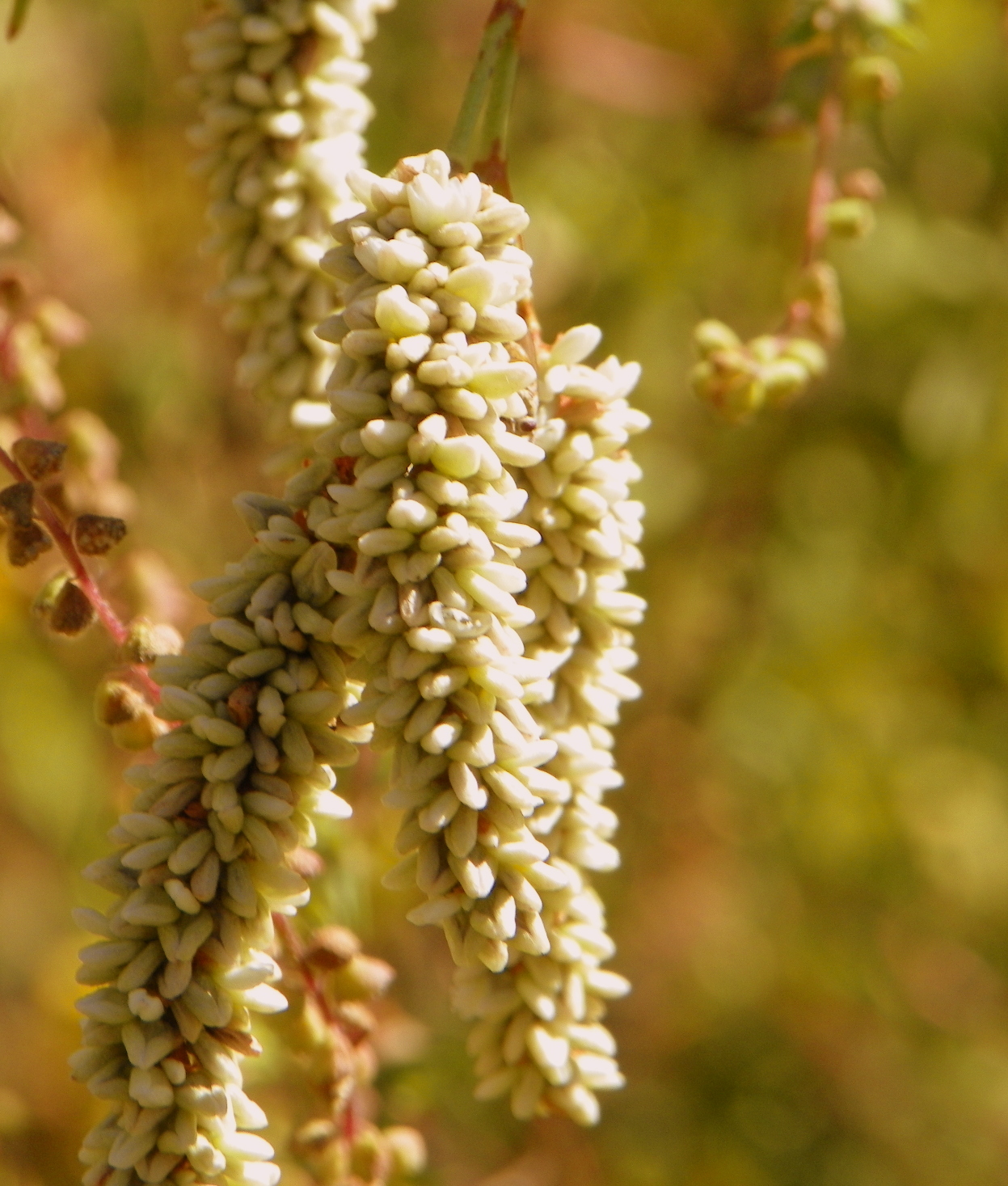 "What's Blooming Now" : Curlytop Knotweed (Polygonum lapathifolium)