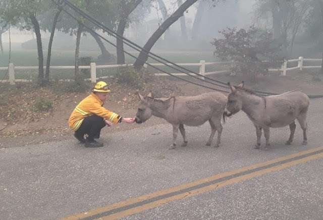 White Wolf : California wildfires: Animal rescue heroes come to the aid ...