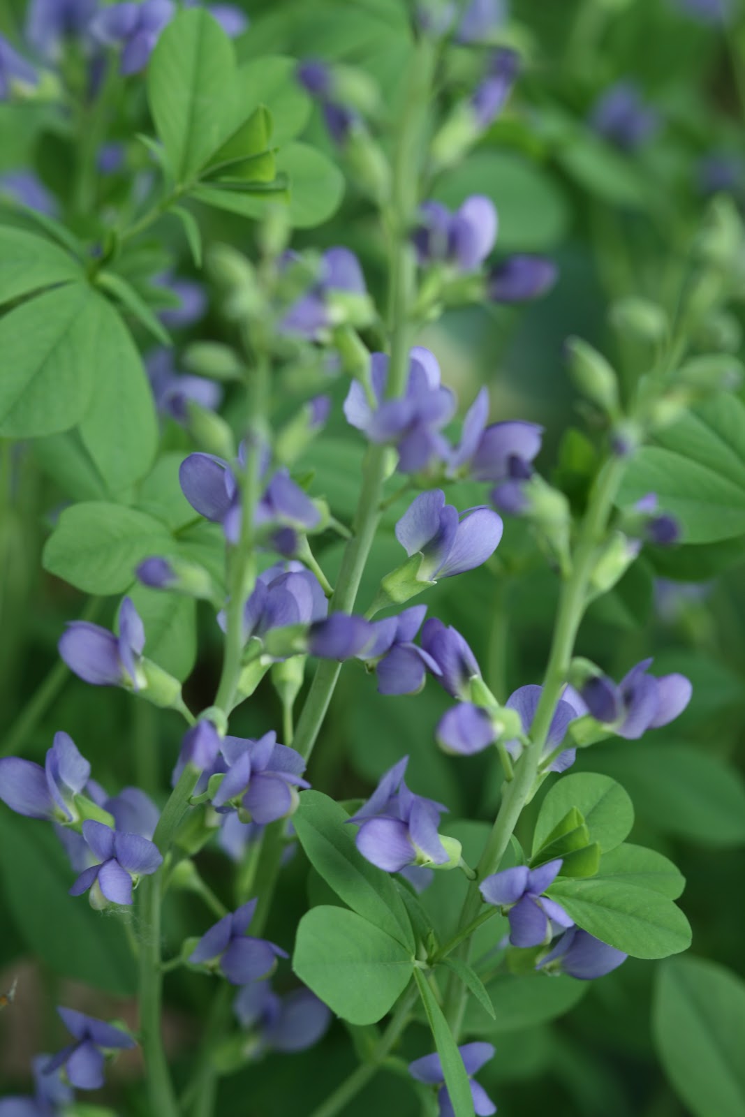 Cheesehead Gardening: Shade Plant of the Week - Baptisia 'False Indigo'
