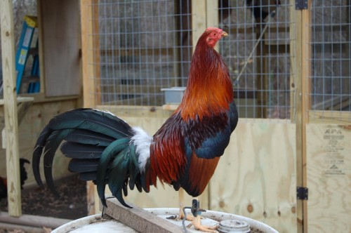 Read: The Murphy Whitehackle / Gamefowl History - World Of Gamefowl