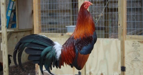 Read: The Murphy Whitehackle / Gamefowl History - World Of Gamefowl