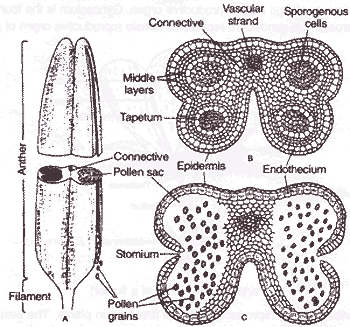 Biologi : Struktur Anatomi Bunga