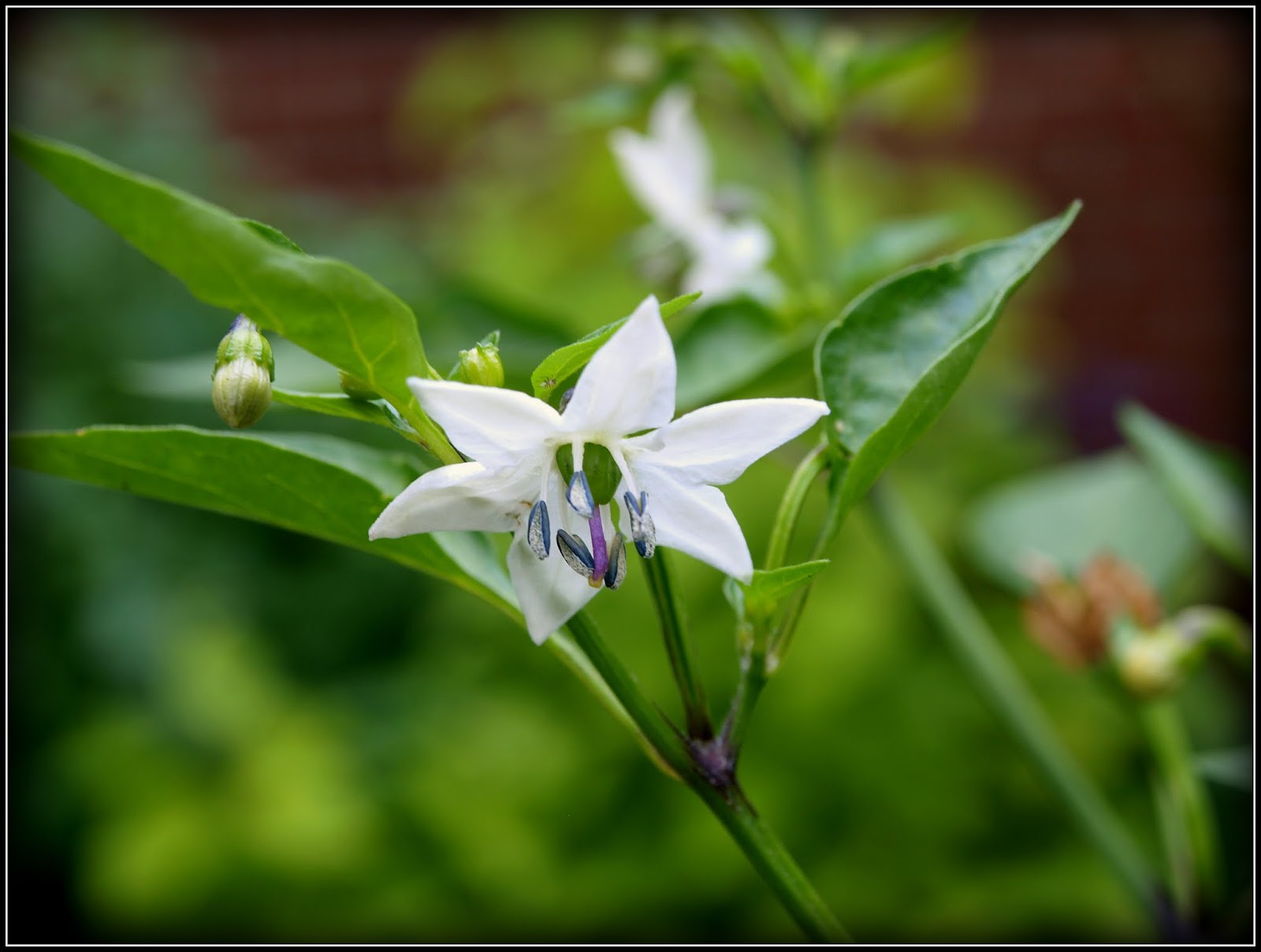 Mark's Veg Plot: Chilli update
