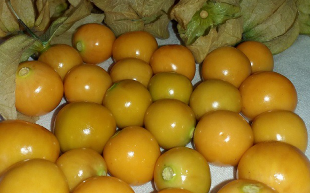 Gambar Buah Ciplukan - Gambar Buah