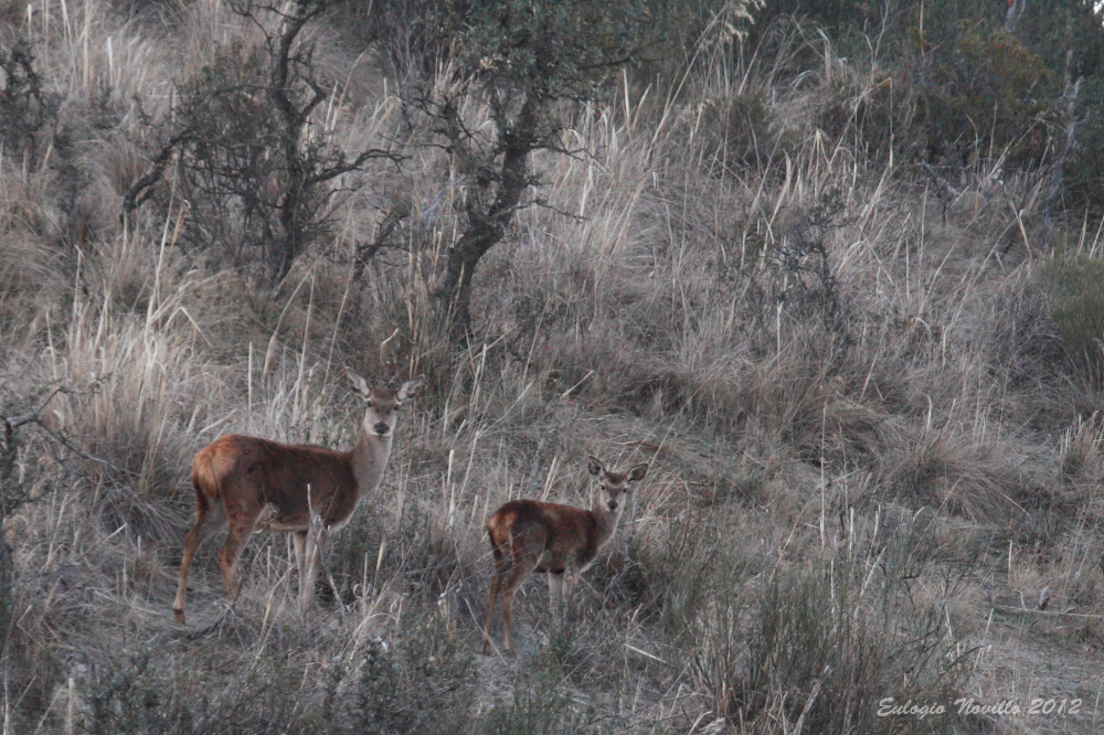 NATURALFOTO.: Cérvidos.