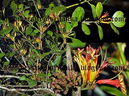 Biodiversity of Sri Lanka: පිළිල[Pilila](Dendrophthoe suborbicularis)
