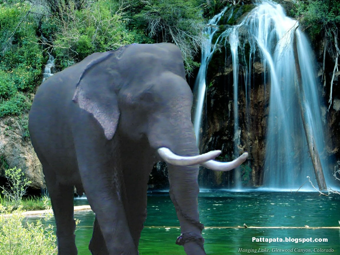 Pictures....පින්තූර : Animal....සත්තු