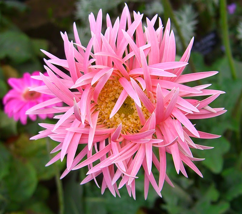 Flower Map: ガーベラスパイダー咲「サンタフェ」,Gerbera spider bloom