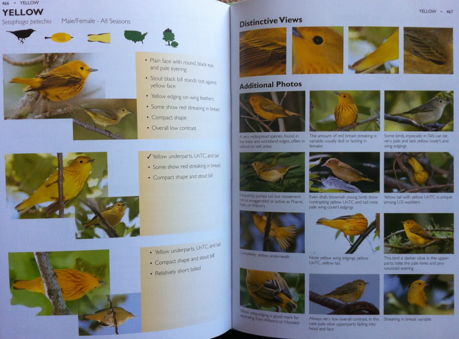 Arcticory...: "THE WARBLER GUIDE"