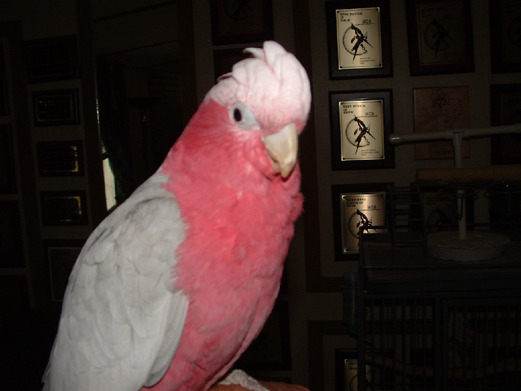 Birds Breeds Gallery