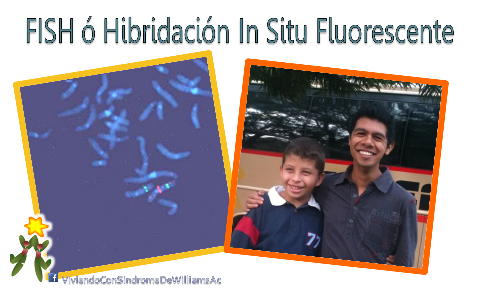 FISH ó Hibridación In Situ Fluorescente | Nosotros viviendo con ...