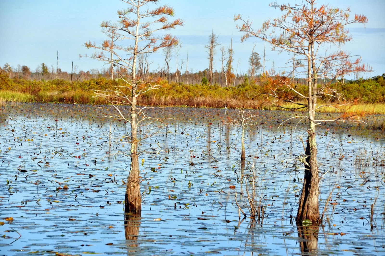Tearoom Journal: The Okefenokee Swamp