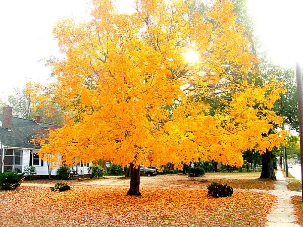 Tie a Yellow Ribbon Around the Old Oak Tree