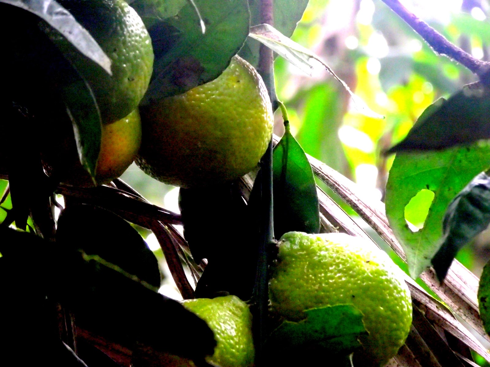 Pachamama Spectrum of Treasures: El Frutal Finca Ecologica y Turistica