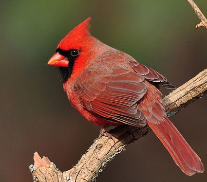 Northern Cardinal