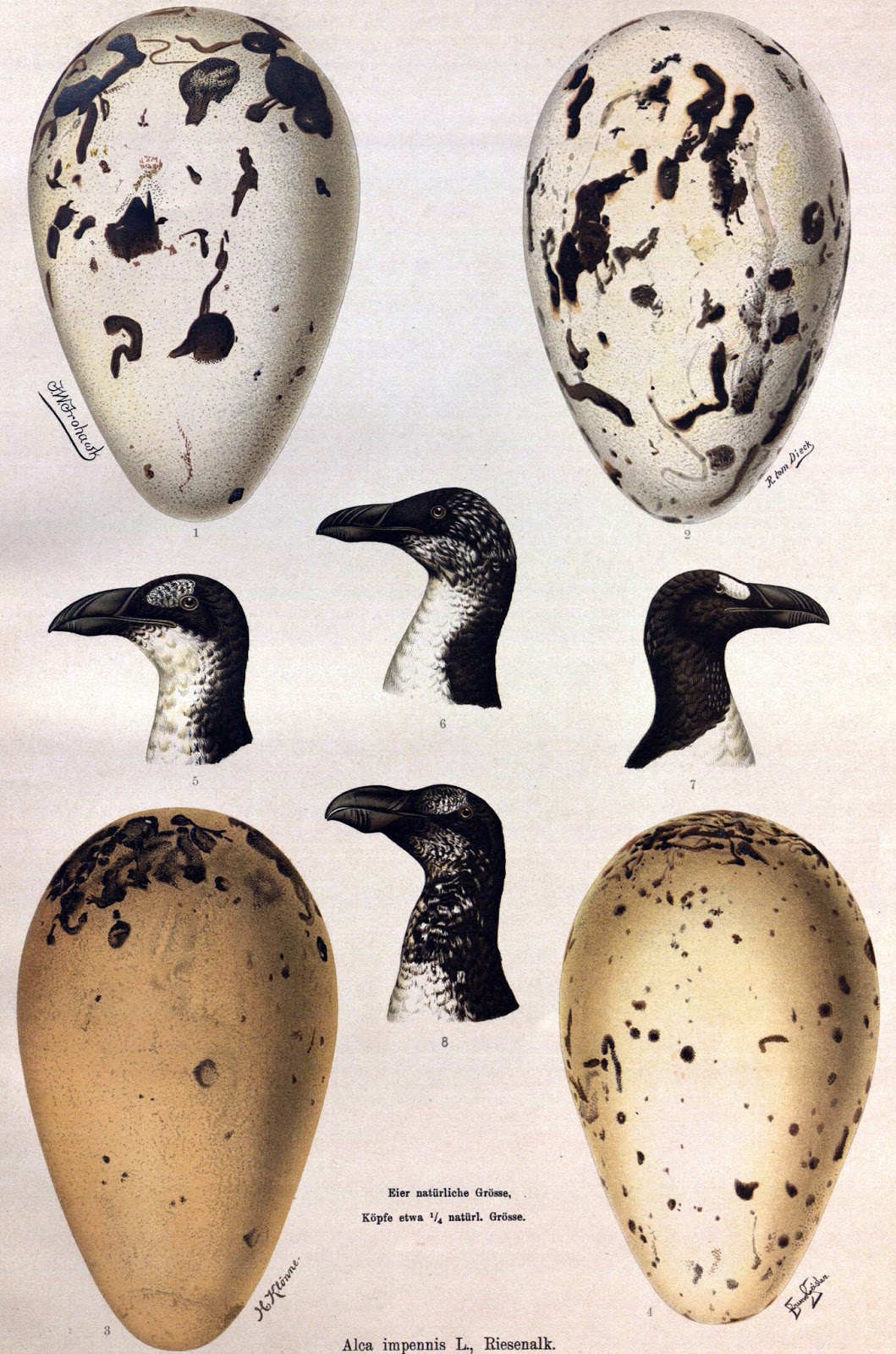 Extinct Animal of the Week: Neanderthal Chicken