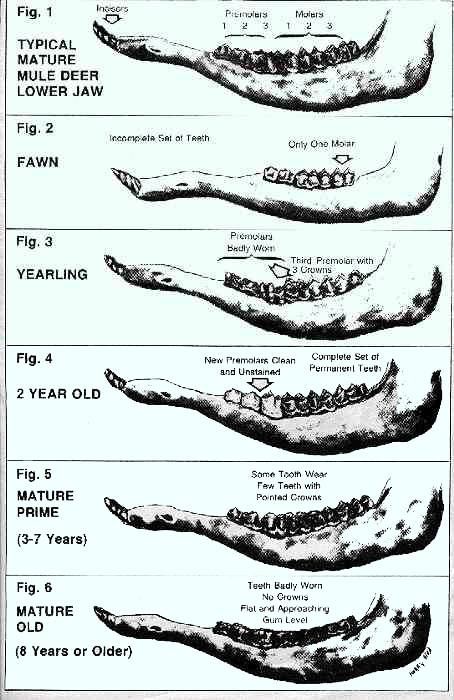 A Dixie Lady Deer Hunter: Deer Jaw Aging