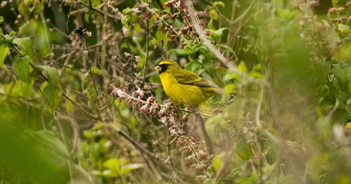 Ornitoblog Afrykański: Afrokulczyk mozambijski.