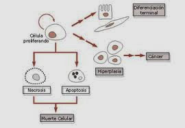 PASANDO PAGINA: ¿¿ que pasa en la muerte de celulas ??? Como se ...