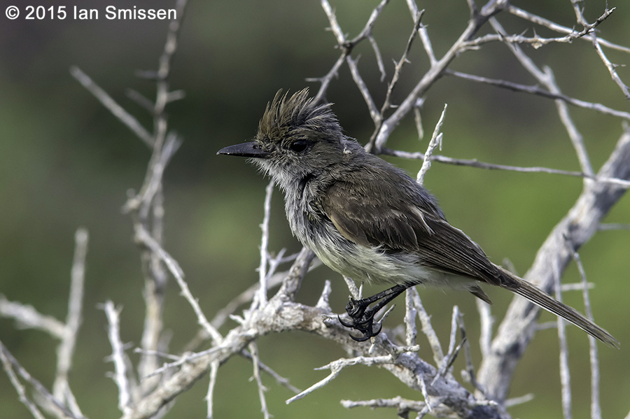 A passion for birds...: Galápagos Day 4 (morning) - Puerto Egas, Isla ...