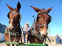 Northwest RVer: Ride on over to Hells Canyon for Mule Days fun!