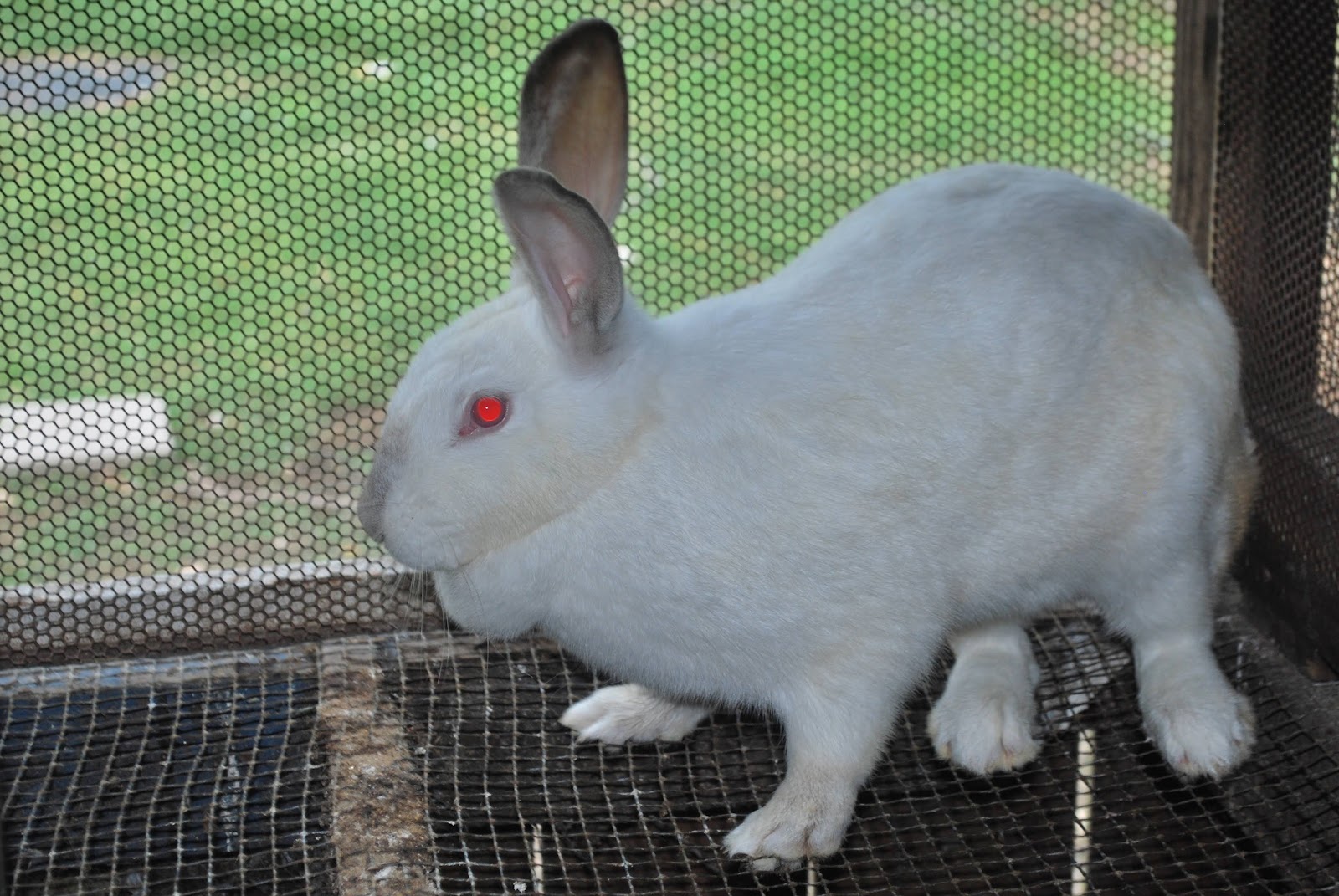 HighTail Farms: Breeding like Rabbits