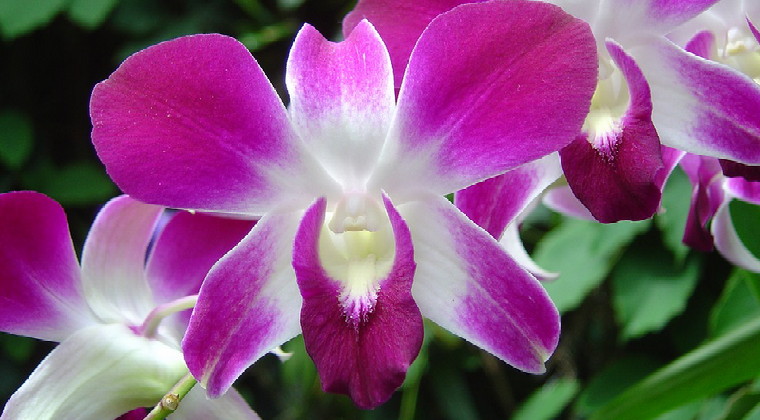 Sejuta Khasiat dan Manfaat Buah Anggrek