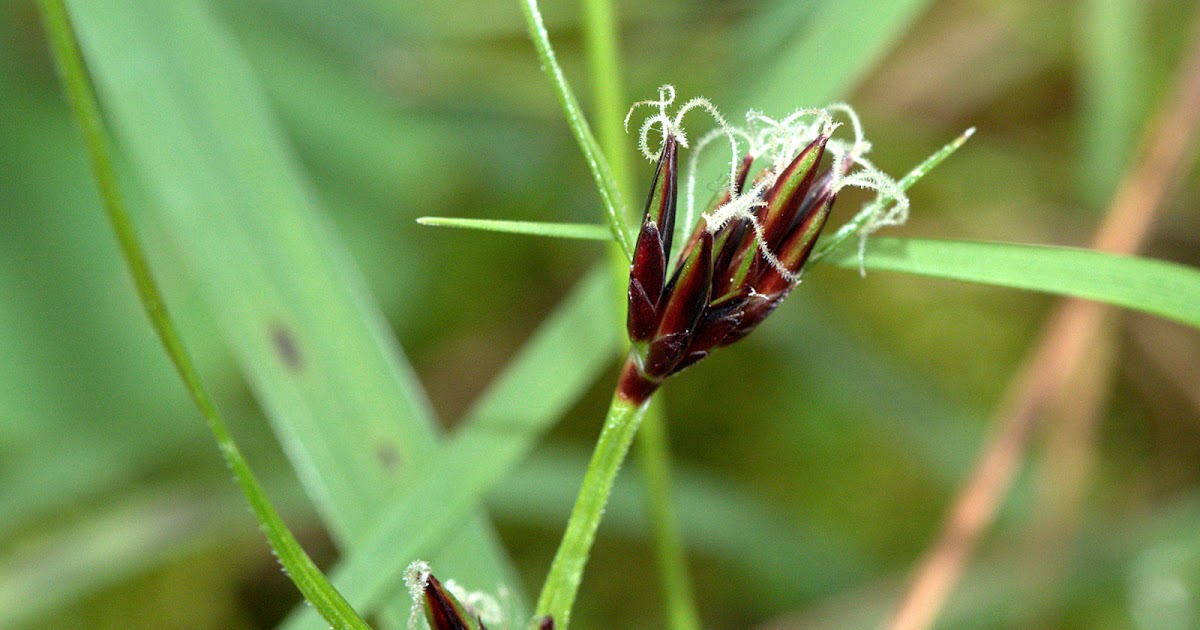 Bushranger: Common Bog-rush