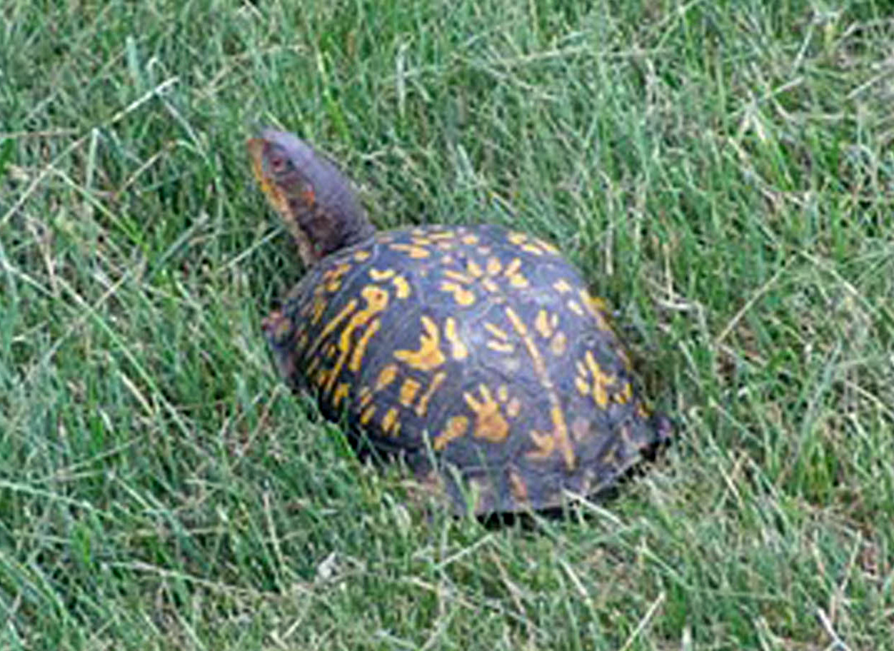 Avalonia eTrails: Time for Turtles