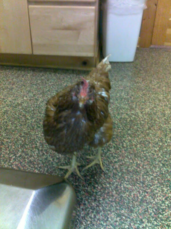 Respect Life Eat Veggies: Gaia Chickens 1st Vet Appointment, Chicken ...