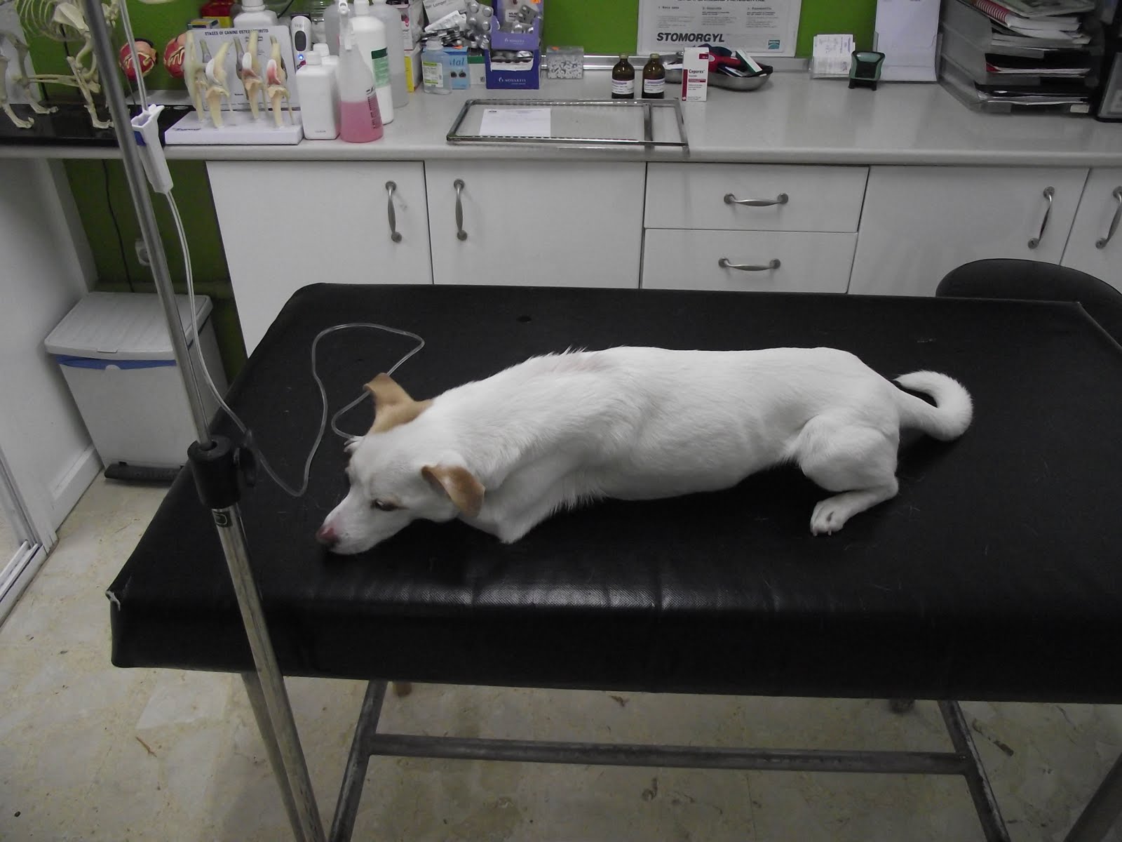 Casos clínicos de veterinaria en pequeños animales: GASTROTOMIA Y ...
