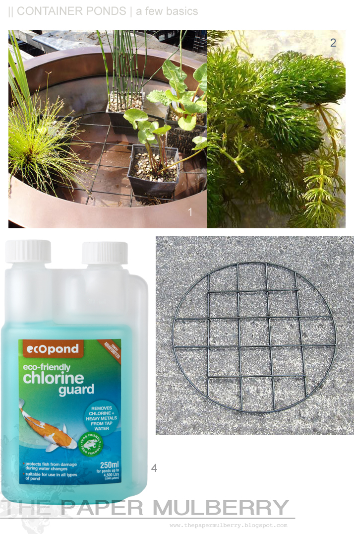 The Paper Mulberry: || GARDEN | Container ponds