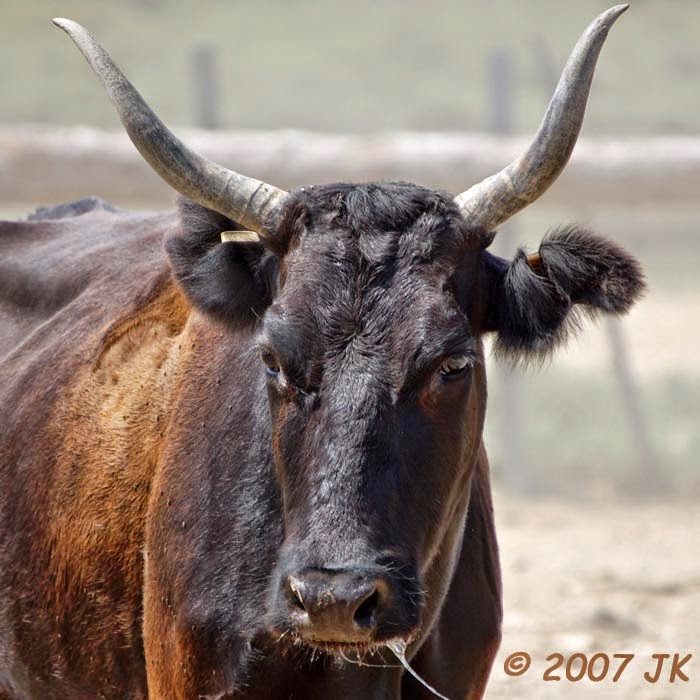 Fieggentrio: Stierenvechter overleeft miraculeus wilde aanval van een ...