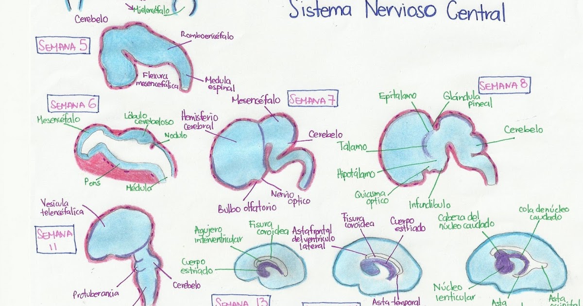 Fisiología Médica: Desarrollo embrionario del SNC