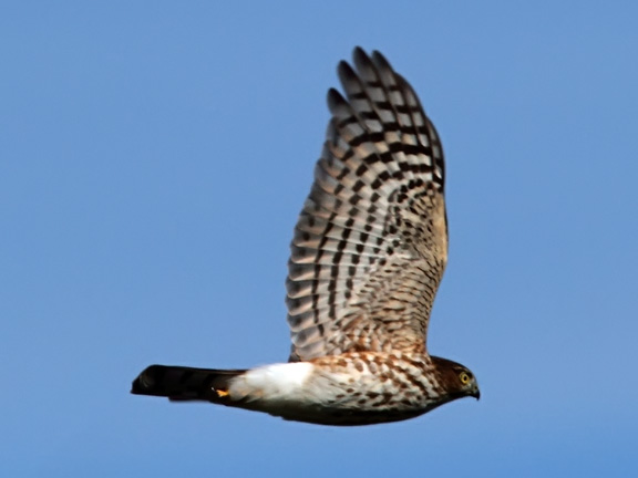 Ecobirder: Accipiters