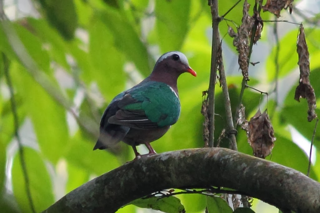 Birding ! Driving ! Soul-searching !: Birds of Thattekad - Birds of ...
