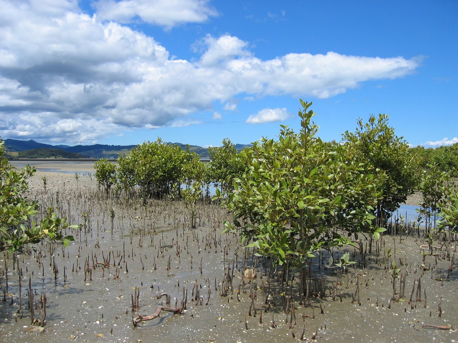 Mangrove Species in Baros