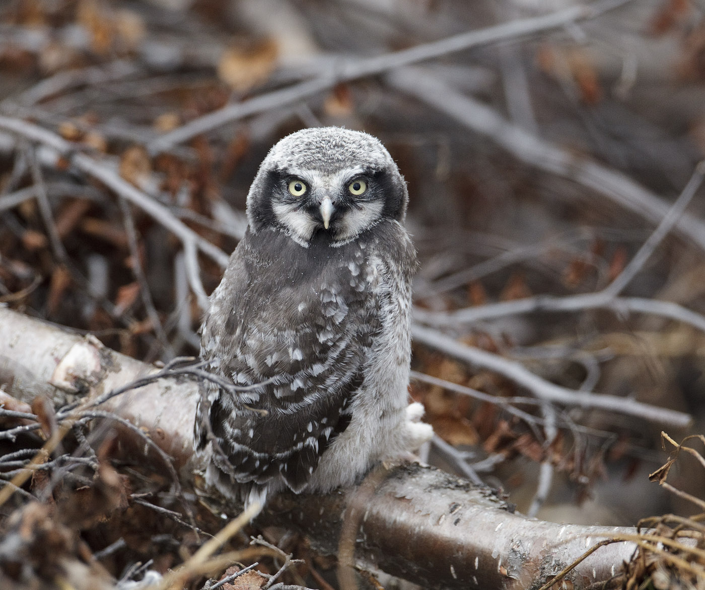 pewit: baby Hawk Owls