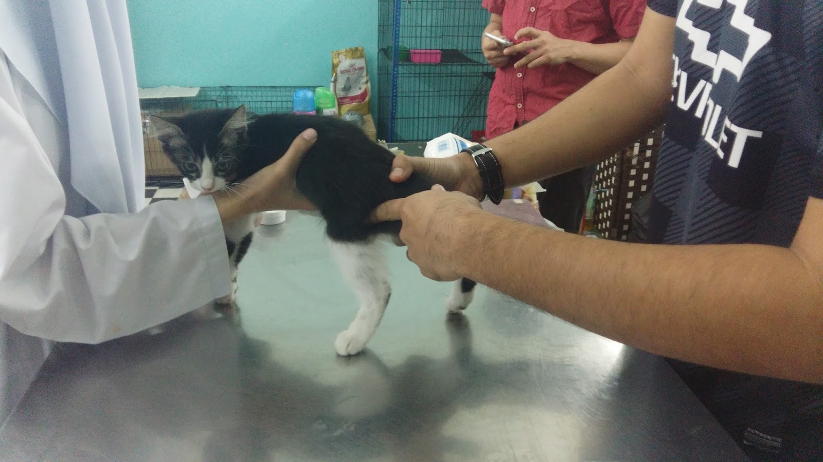 Penjelajahan Kerjaya Doktor Veterinar Swasta - GURU KAUNSELING NURHAIZA ...